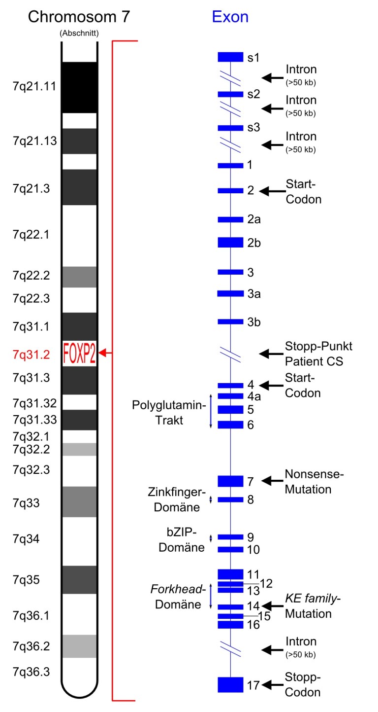 El gen del habla humana – Política y otras cosas